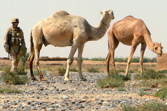 Camel Watch - Photos - The Long War Journal